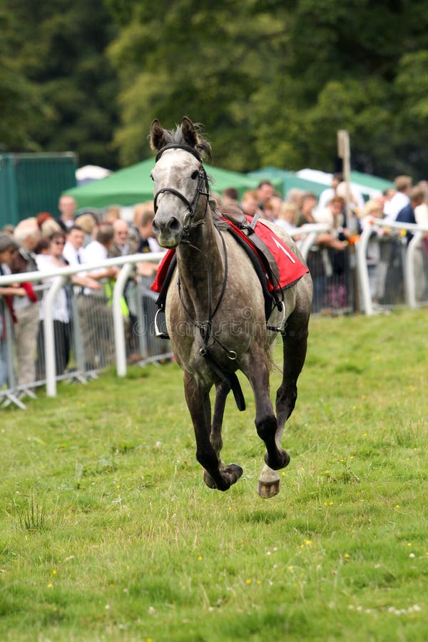 Unseated rider racing editorial stock photo. Image of unseated - 20833923
