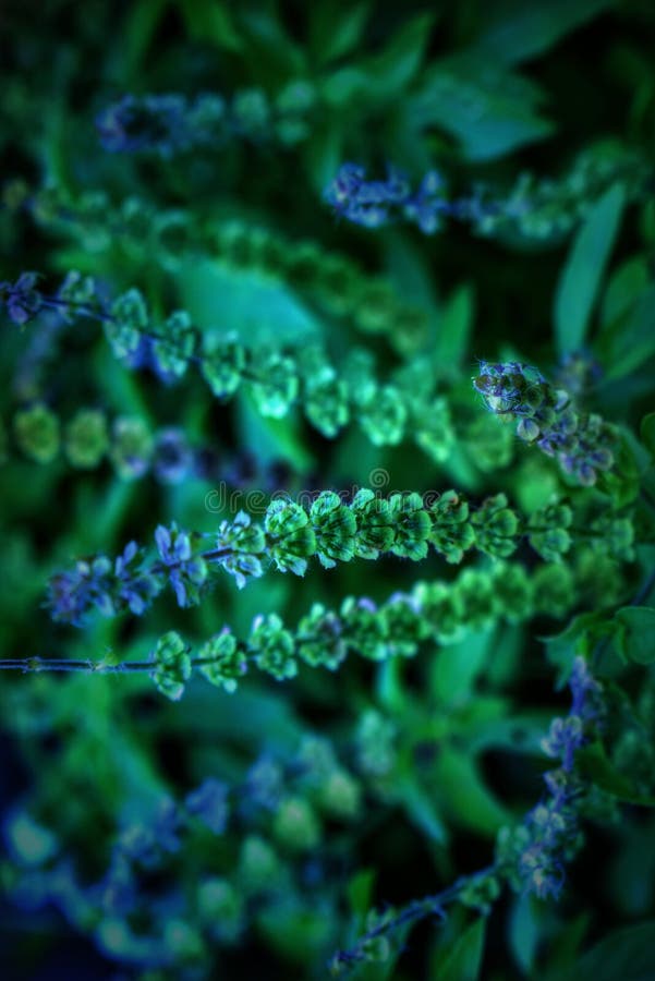 Unseen nature stock image. Image of epic, unseen, green - 127057593