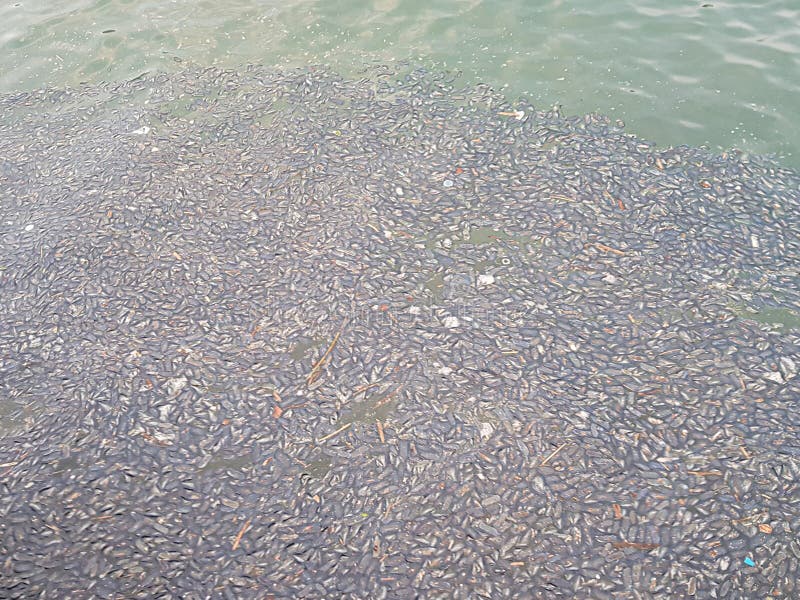 An Unsettling Sight As Numerous Dead Mussels Float on the Water S ...