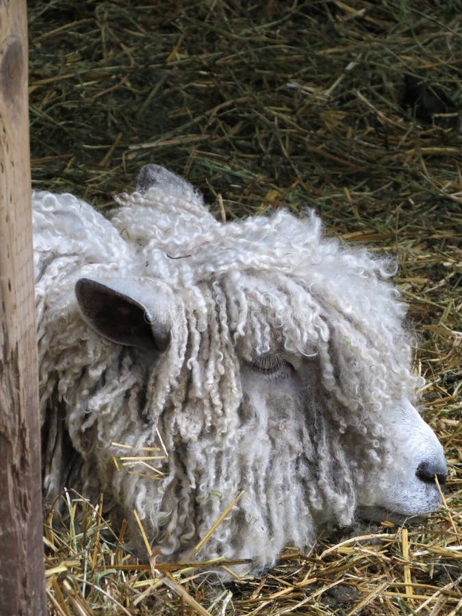 Unsheared Rest stock image. Image of long, locks, rest - 44854349