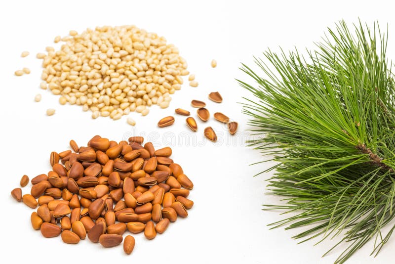 Unshelled Cedar Nuts. Pine Nut Kernels, Bottle of Oil and Green Pine ...