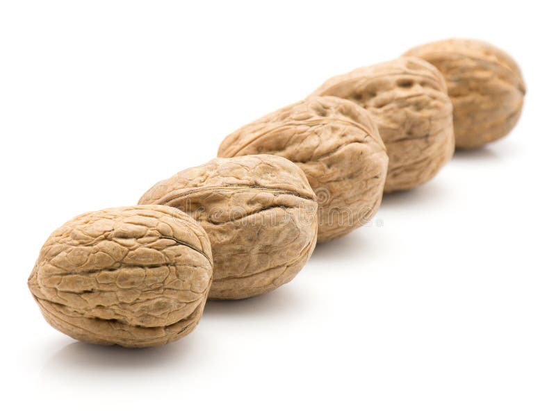 Fresh walnuts isolated stock image. Image of five, gaullish - 106811825 Fresh walnuts isolated stock image. Image of five, gaullish - 106811825