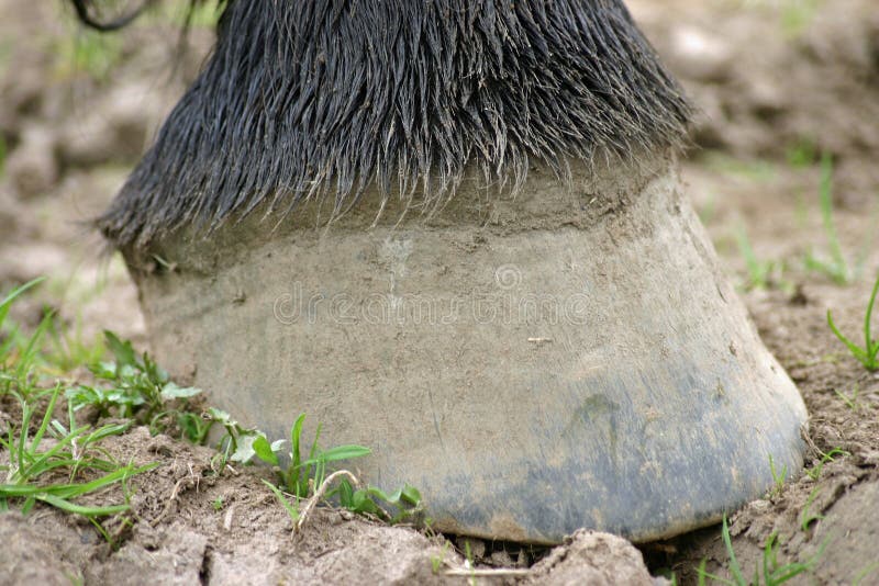 Unshod stock photo. Image of hoof, band, unshod, natural - 5148328
