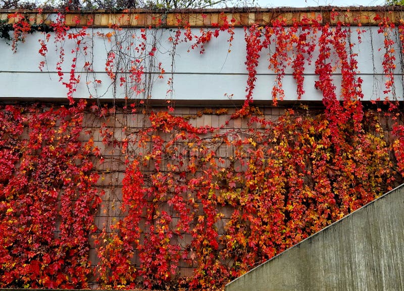 Unsightly Brick Wall Painted White, Climbing Vines with Red Leaves Grow ...