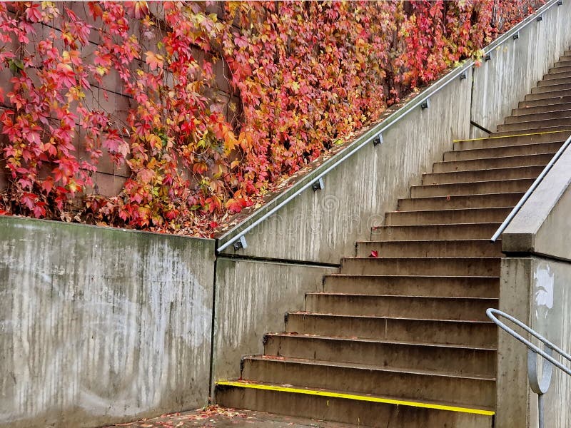 Unsightly Brick Wall Painted White, Climbing Vines with Red Leaves Grow ...