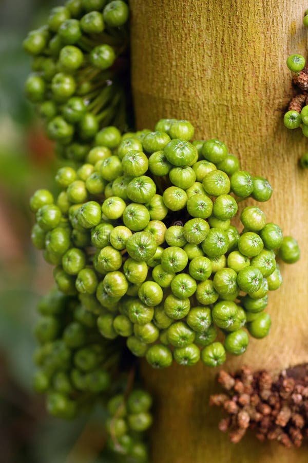 An Unspecified Species of Fig Tree.Ficus is a Genus of about 850 ...