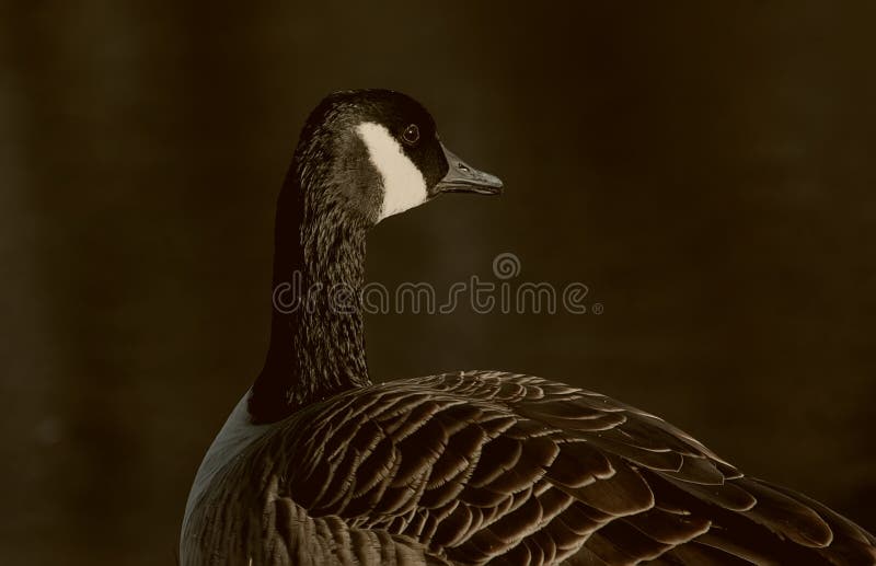 Unsuspecting stock image. Image of unsuspecting, goose - 46894591
