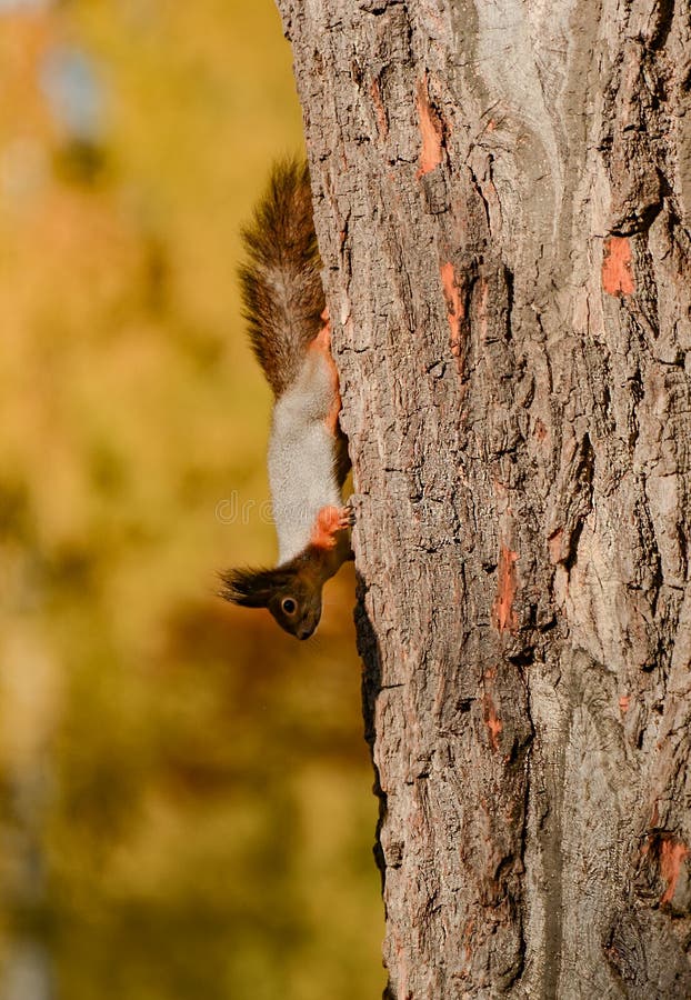 Unsuspecting squirrel stock photo. Image of sunny, autumn - 82970052