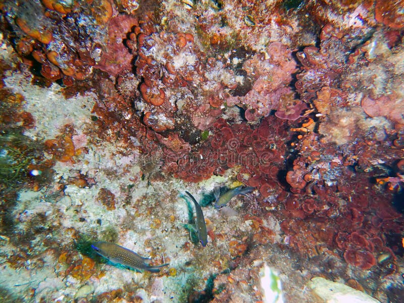 Unter Dem Meer Riff Mittelmeer Stockfoto - Bild von sturzflug, gebläse ...