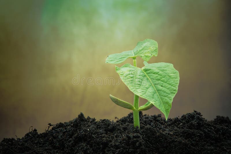 405 Beanstalk Photos - Free & Royalty-Free Stock Photos from Dreamstime