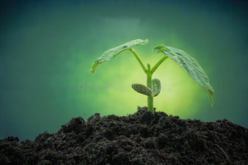 405 Beanstalk Photos - Free & Royalty-Free Stock Photos from Dreamstime