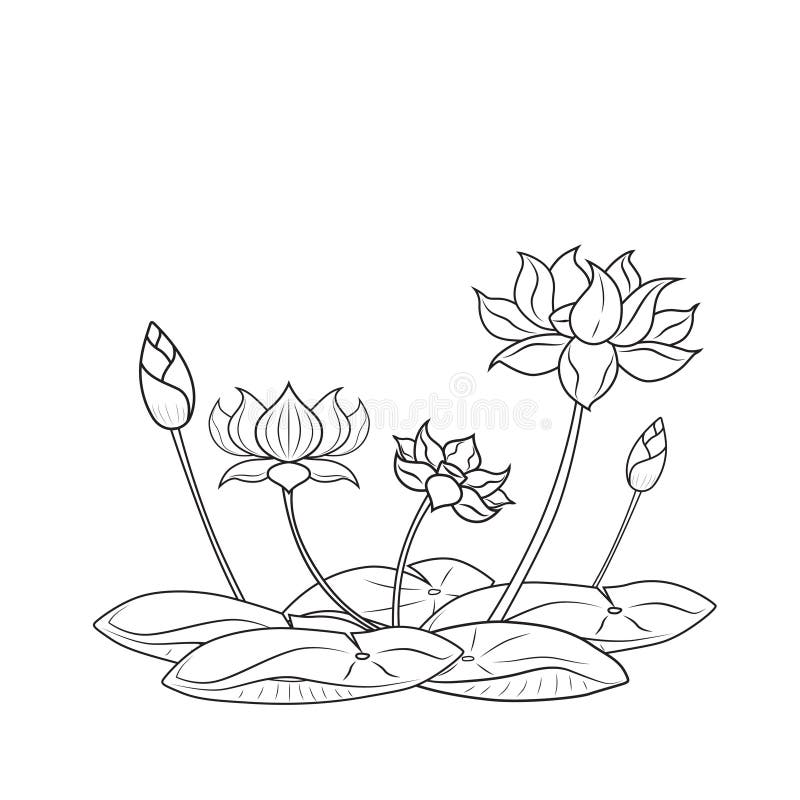 Outline of Lotus on White Background. Vector Illustration Stock Vector ...
