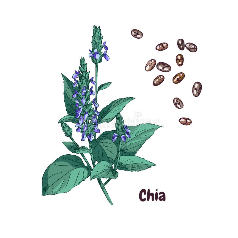 Chia Plant Stock Illustrations – 786 Chia Plant Stock Illustrations ...
