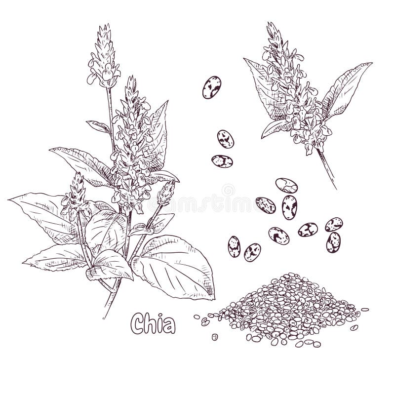 Hand Drawn Chia Plant and Seeds. Illustration in Retro Style Isolated ...