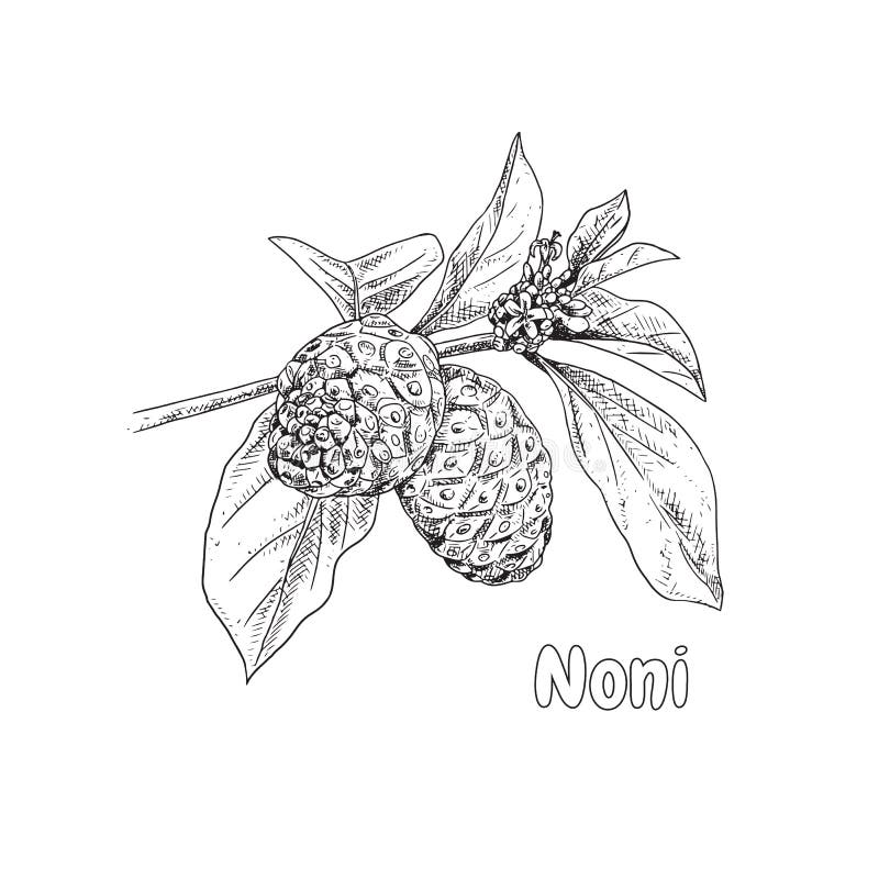 Fruit Noni Tree Stock Illustrations – 51 Fruit Noni Tree Stock ...