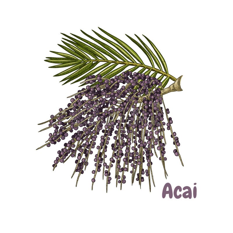 Acai Palm Stock Illustrations – 343 Acai Palm Stock Illustrations ...