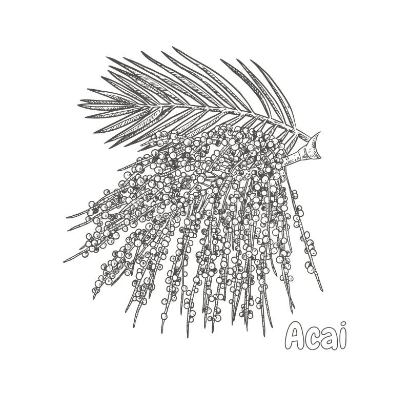 Hand Drawn Acai Palm Branch with Leaves and Berries. Superfood Stock ...