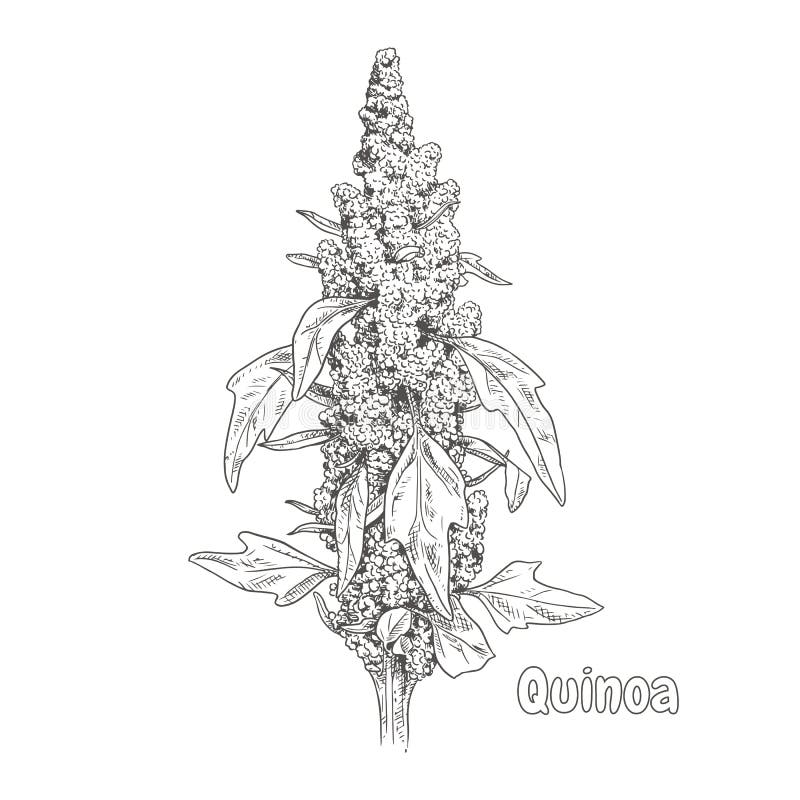 Hand Drawn Quinoa Plant with Leaves. Superfood Stock Vector ...