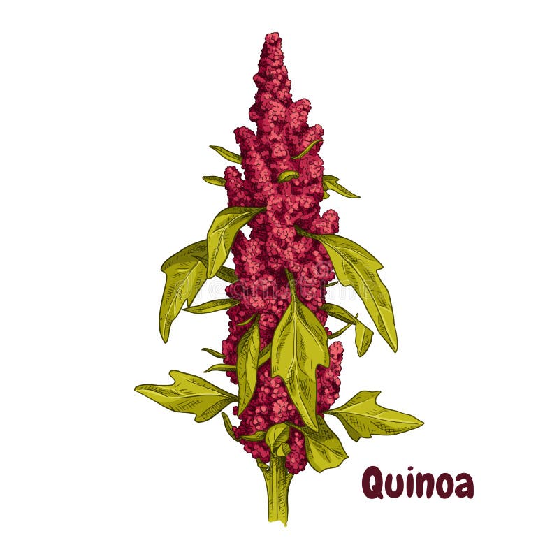 Quinoa Hand Sketch Stock Illustrations – 174 Quinoa Hand Sketch Stock ...
