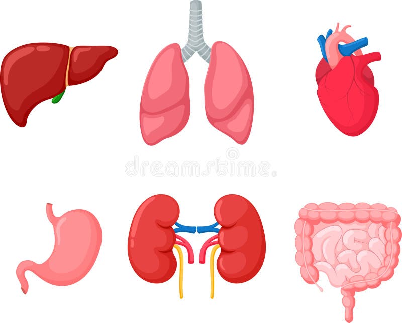 Human Internal Organs Cartoon, Isolated on White Stock Vector ...