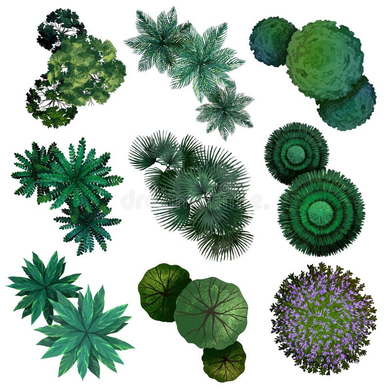 Set of Architectural Plans Trees Isolated on White Background. Bushes ...