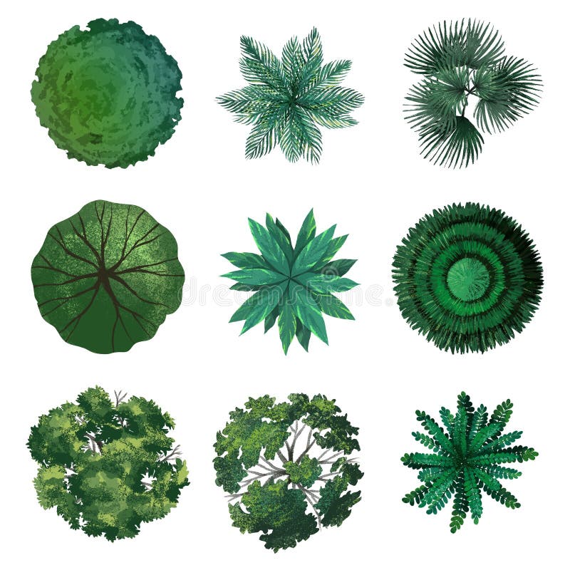 Trees Top, Plans Trees Isolated Isolated on White Background Stock ...