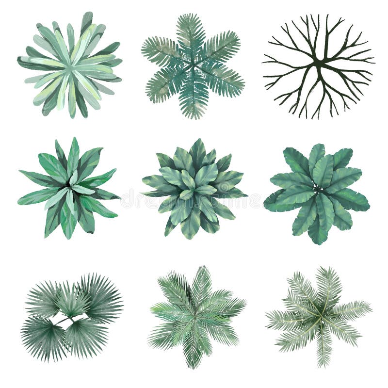 Set of Architectural Plans Trees Isolated on White Background. Bushes ...