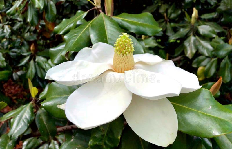 Beautiful Blooming Southern Magnolia, Closeup. Big Open Flower with ...