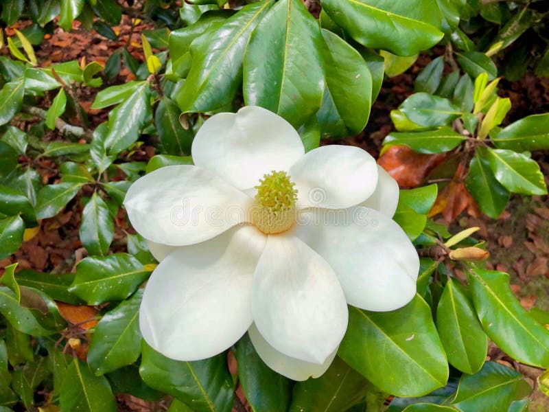 1,148 Beautiful Blooming Southern Magnolia Stock Photos - Free ...