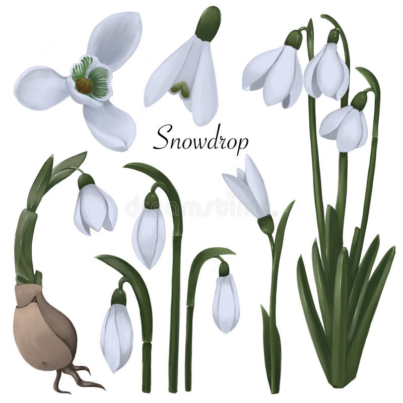 Snowdrop Illustration for January Stock Illustration - Illustration of ...