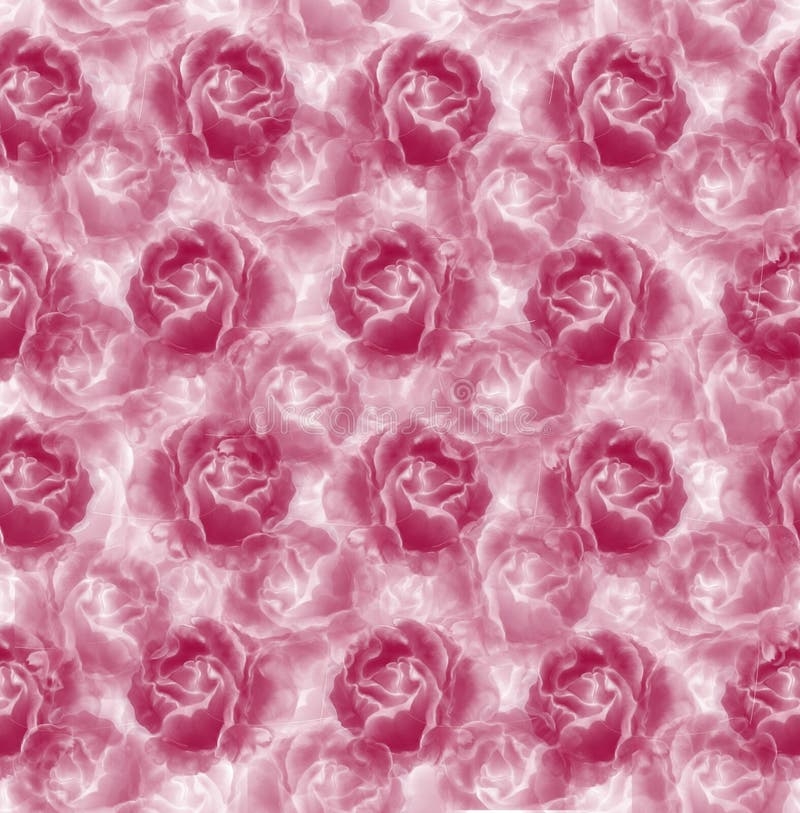 The Pink Roses are Arranged on Background with Gradients Colors of Rose ...