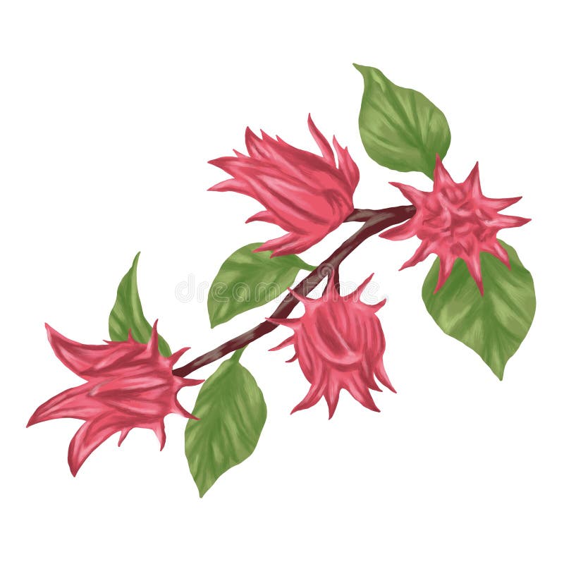 Rosella Tea Flower Painting Illustration Stock Photo - Illustration of ...
