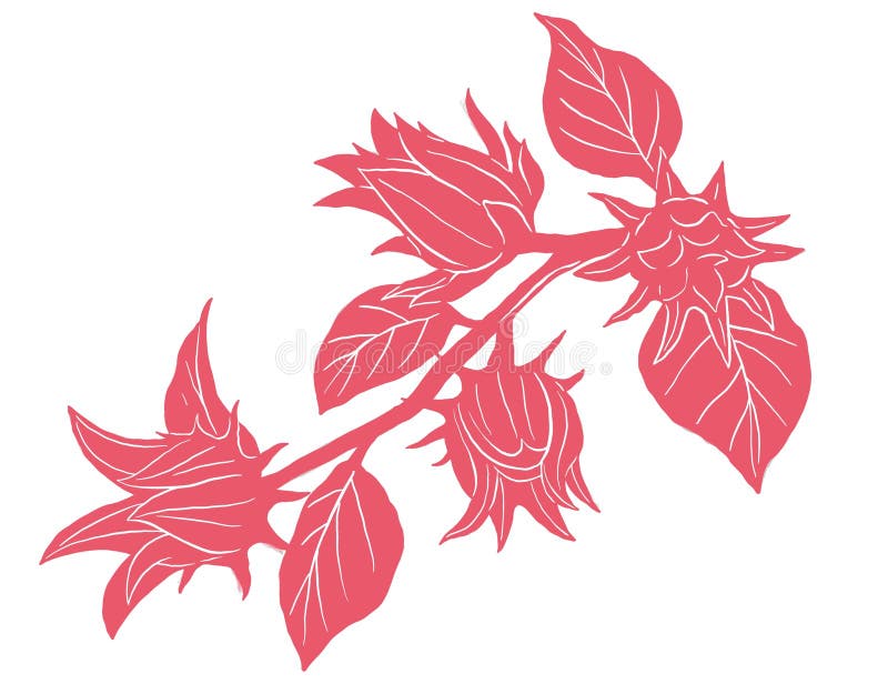 Plant Rosella Stock Illustrations – 220 Plant Rosella Stock ...