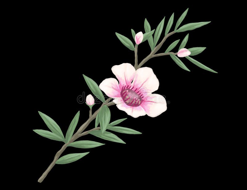 Kanuka Flower Botanical Painting Illustration Stock Image ...
