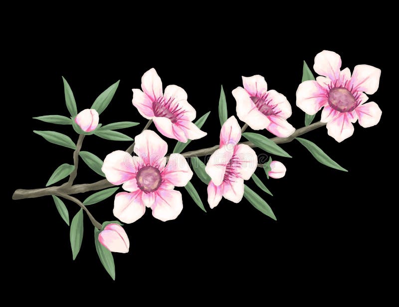 Manuka Flower Botanical Painting Illustration Stock Image ...