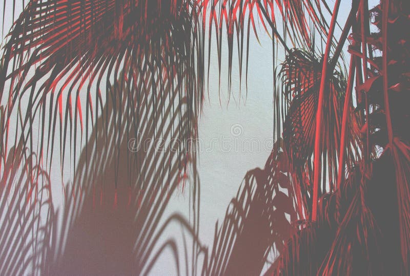 Play of Light and Shadow through Palm Fronds, Tropical Nature in Summer ...