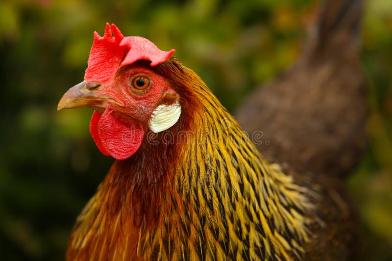 Chicken or Rooster Looking Left Stock Photo - Image of crowing ...