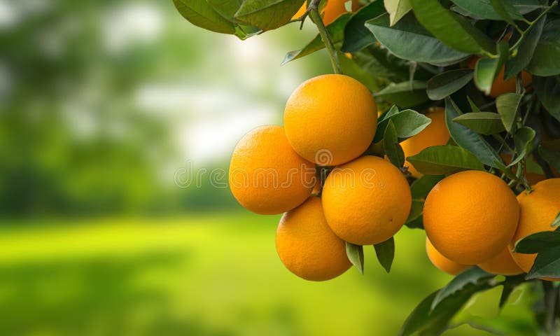 Ripe Citrus Bounty: Vivid Oranges on the Tree, Juicy Treasures Ready To ...
