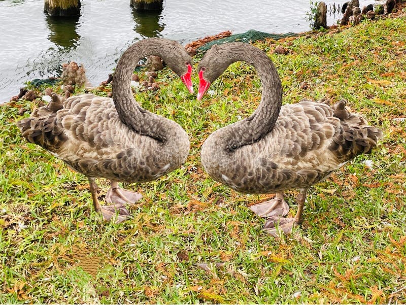 The Brown Swan in the Nearby Lake Standing in Love Heart Shape Stock ...