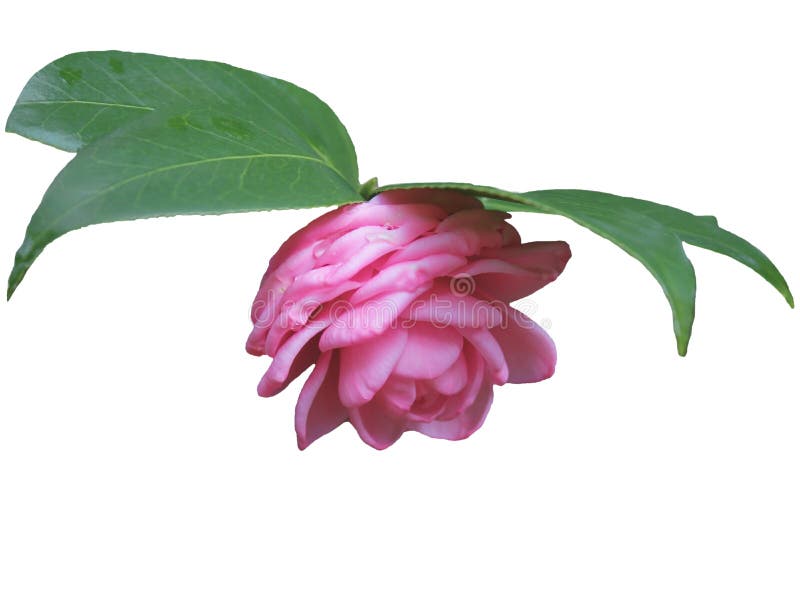Camellia Flower in Downward Position with Leaves on Stock Photo - Image ...