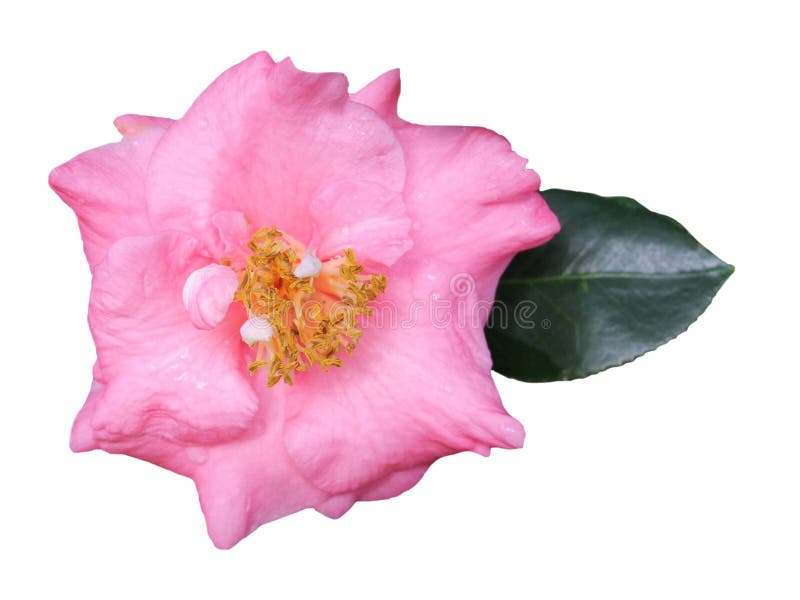 A Flower with One Leaf Attach on the Right Side with Pink Petals Stock ...
