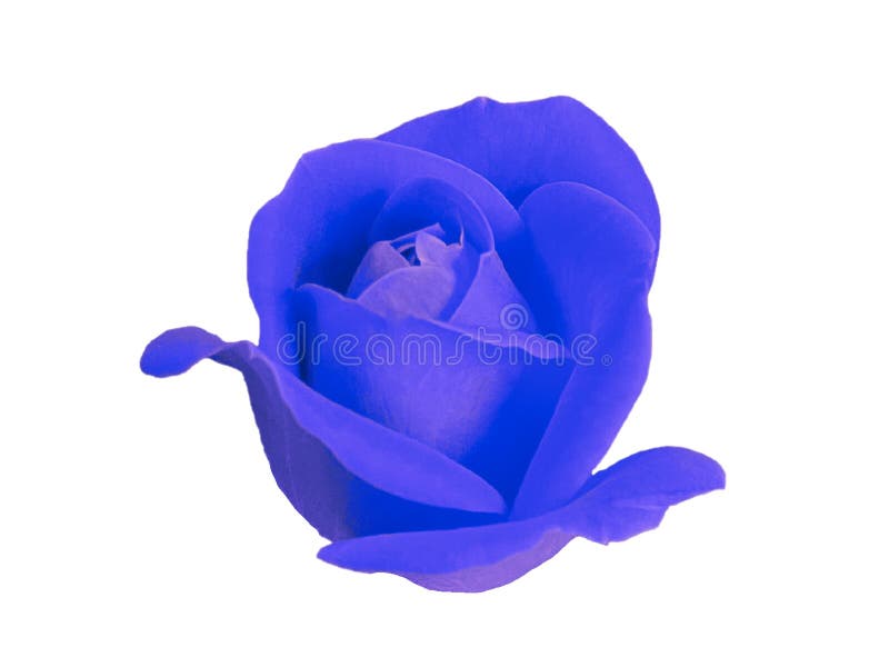 The Blue Color Enhance of Rose Bud Flower Stock Image - Image of plant ...