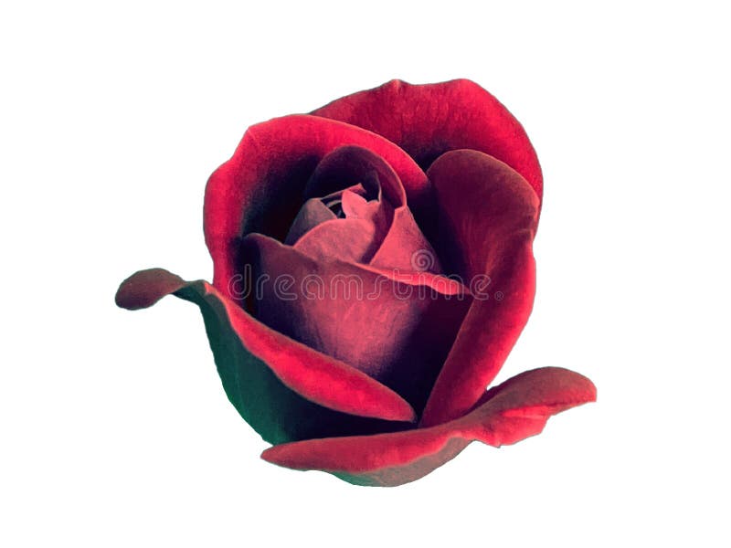 Two Tone Rose Flower Bud Isolated in White Background Stock Image ...