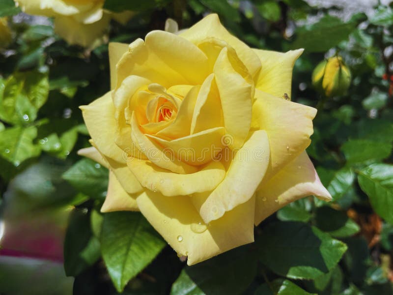 Golder Rose Flower Blooming Beautifully Stock Photo - Image of petal ...