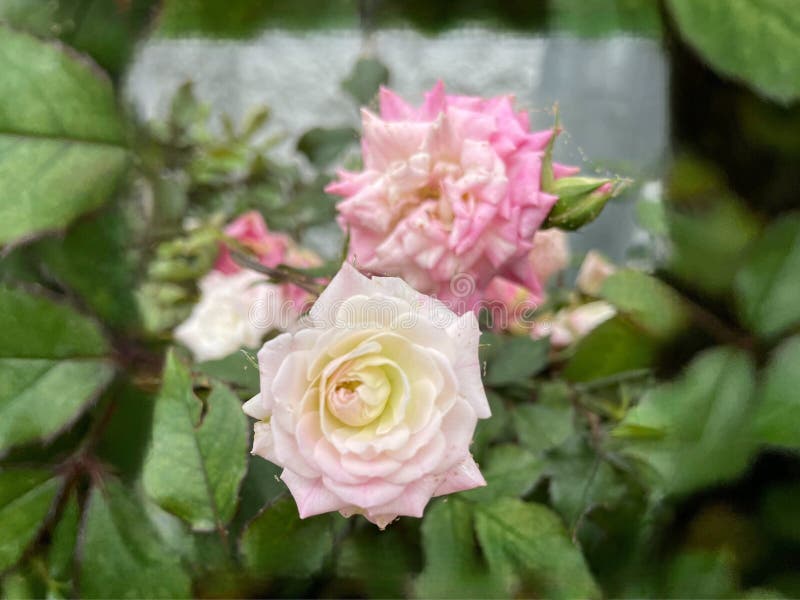 Pinkish White Rose and Light Pink Rose Flower with Leaves Stock Photo ...