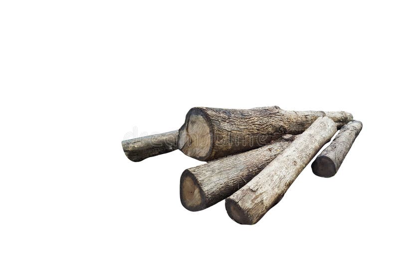 A Cut-out of a Tree Branch Tip on a White Background Stock Photo ...