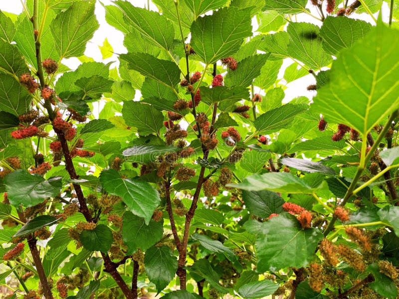 Raspberry Plant Tree Fruit Garden Home Grown Stock Image - Image of ...