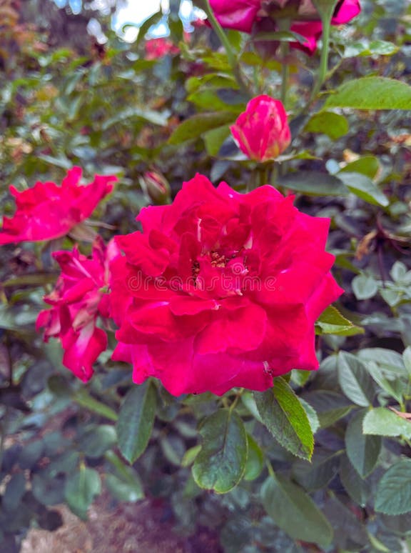 Red shrub rose flower 3.1 stock photo. Image of garden - 326859064