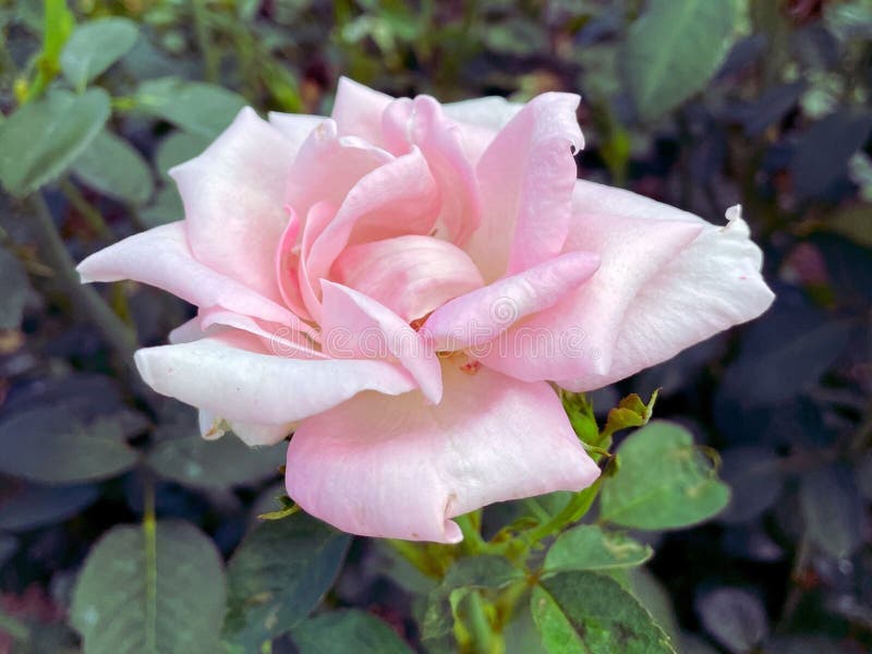 Pink Rose Shrub Flower 3.25 Stock Image - Image of oldgarden, pink ...