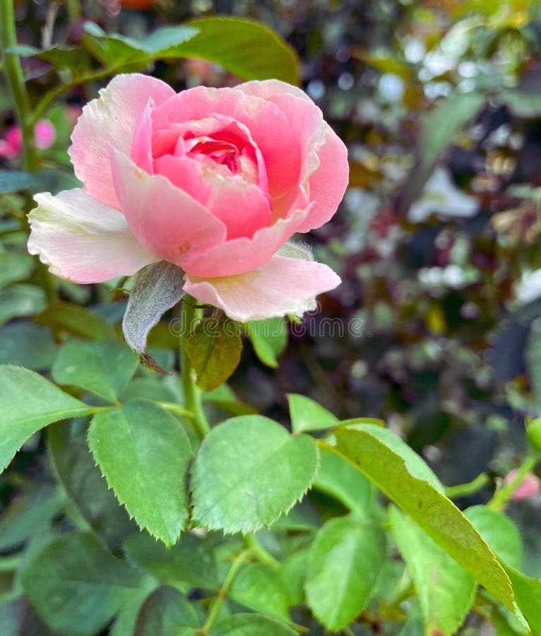 Garden Rose Flowering Shrub in Pink and White Tone 3.65 Stock Photo - Image of wildflower, rose ...